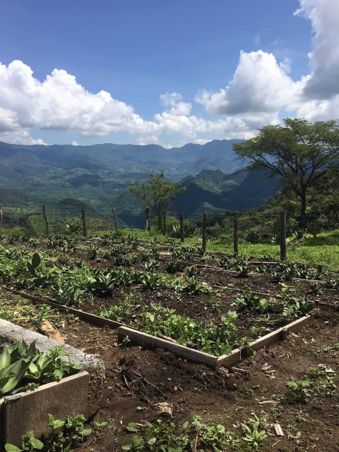 Agaves De Michoacan: Cupreata & Inaequidens – Mezcalistas