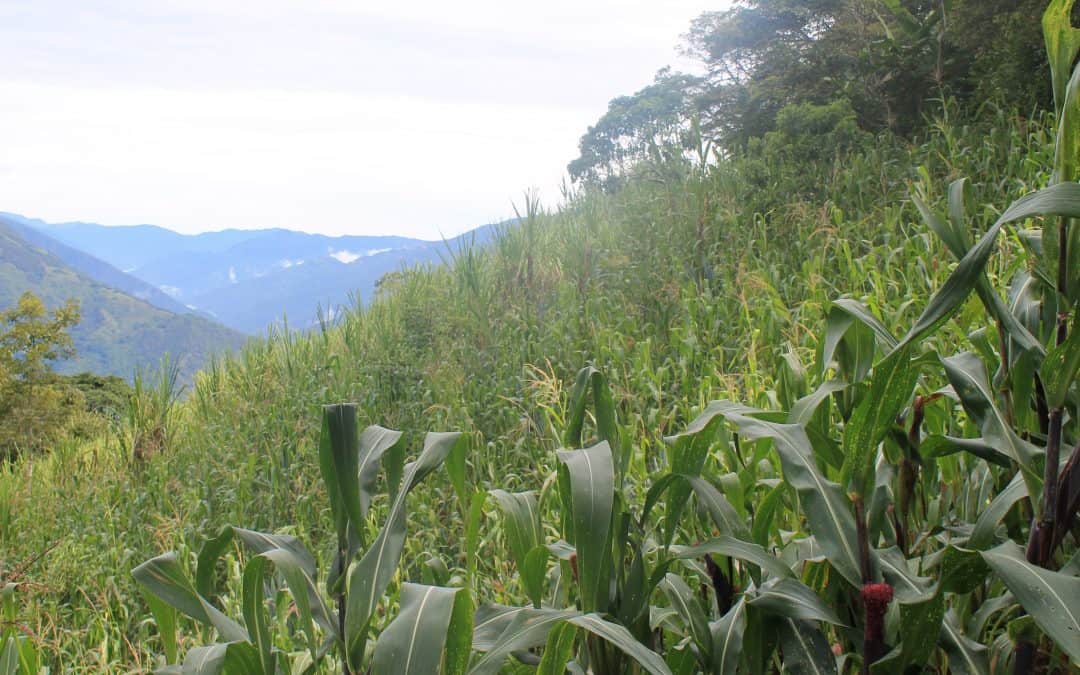 Milpa – Mezcalistas